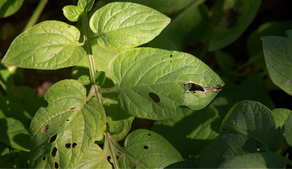 how to spot garden pests - The Plant Project