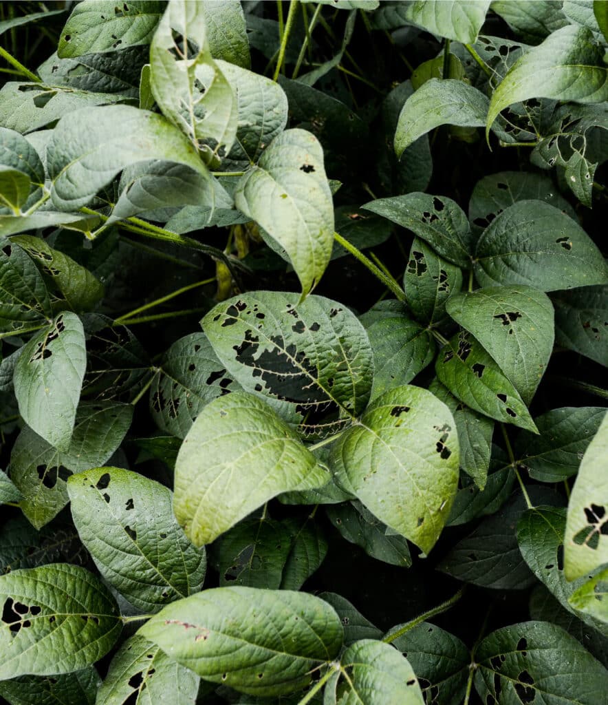 how to spot garden pests - The Plant Project
